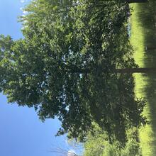 Swamp White Oak | CMP Tree Selection Tool